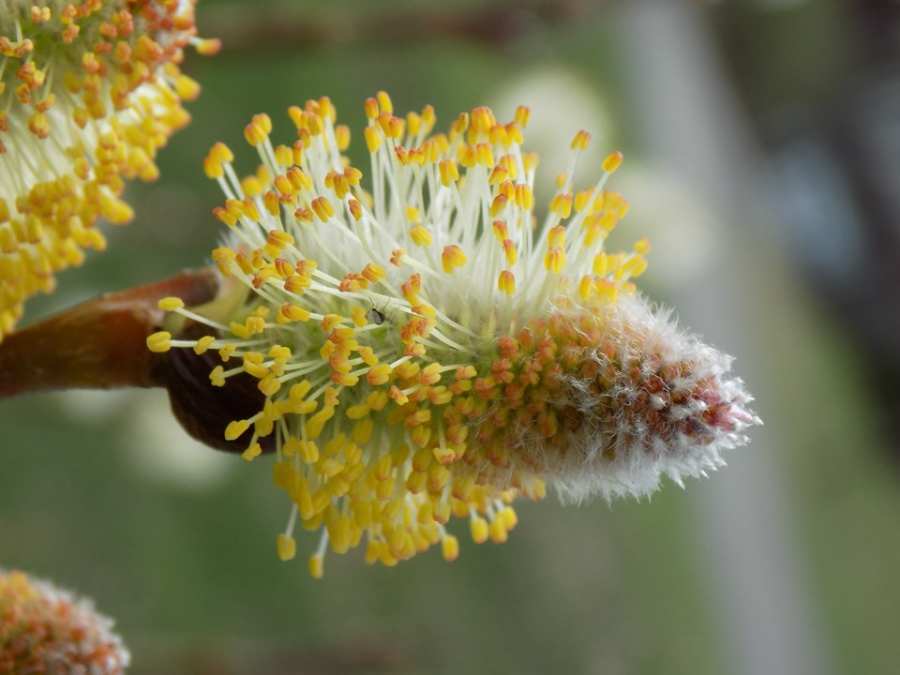 Pussy Willow Msd